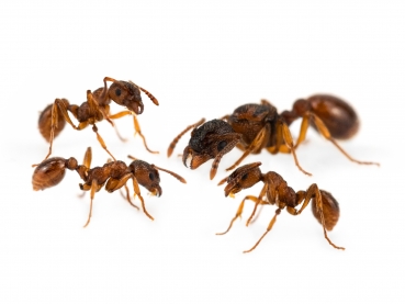 ANTSHOP Austria - Myrmica rubra