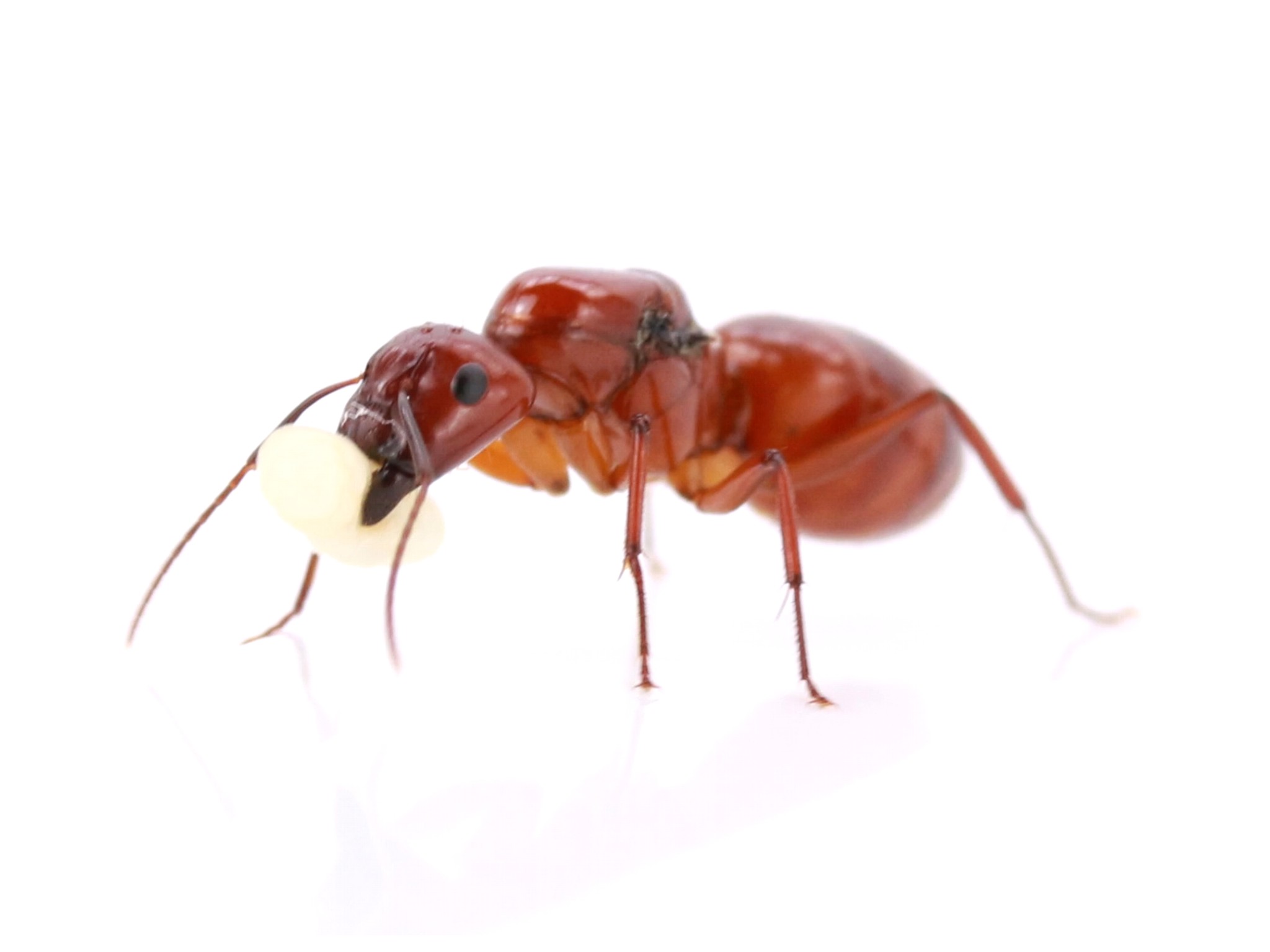 ANTSHOP Austria - Camponotus castaneus