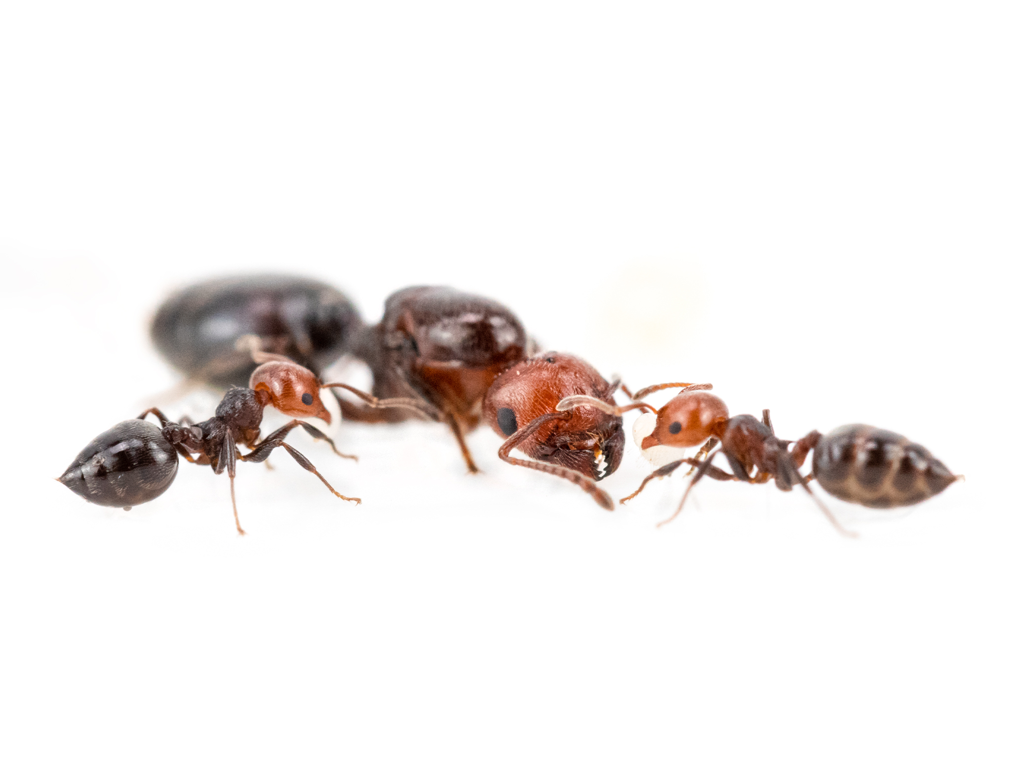 ANTSHOP Austria - Crematogaster scutellaris