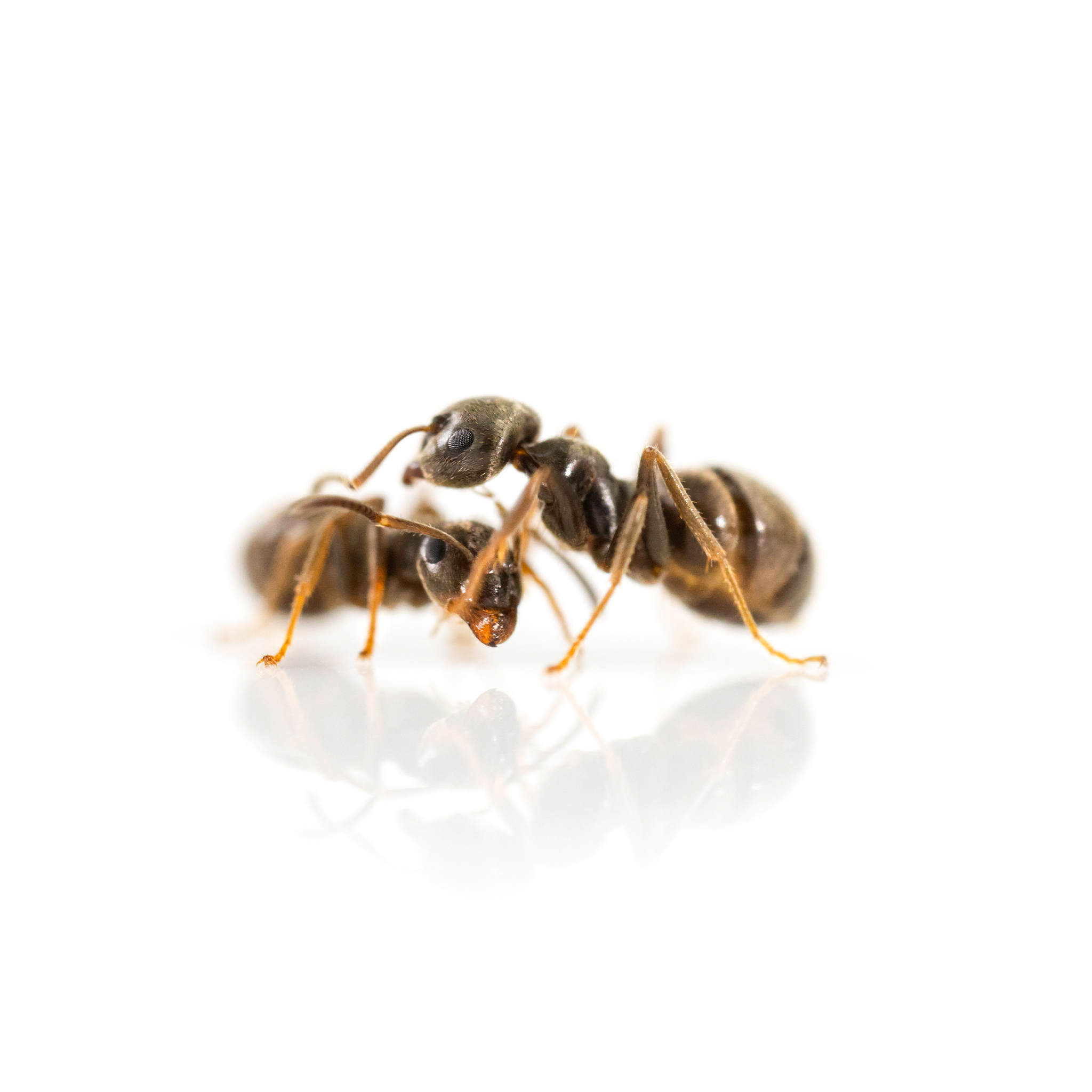 ANTSHOP Austria - Lasius umbratus