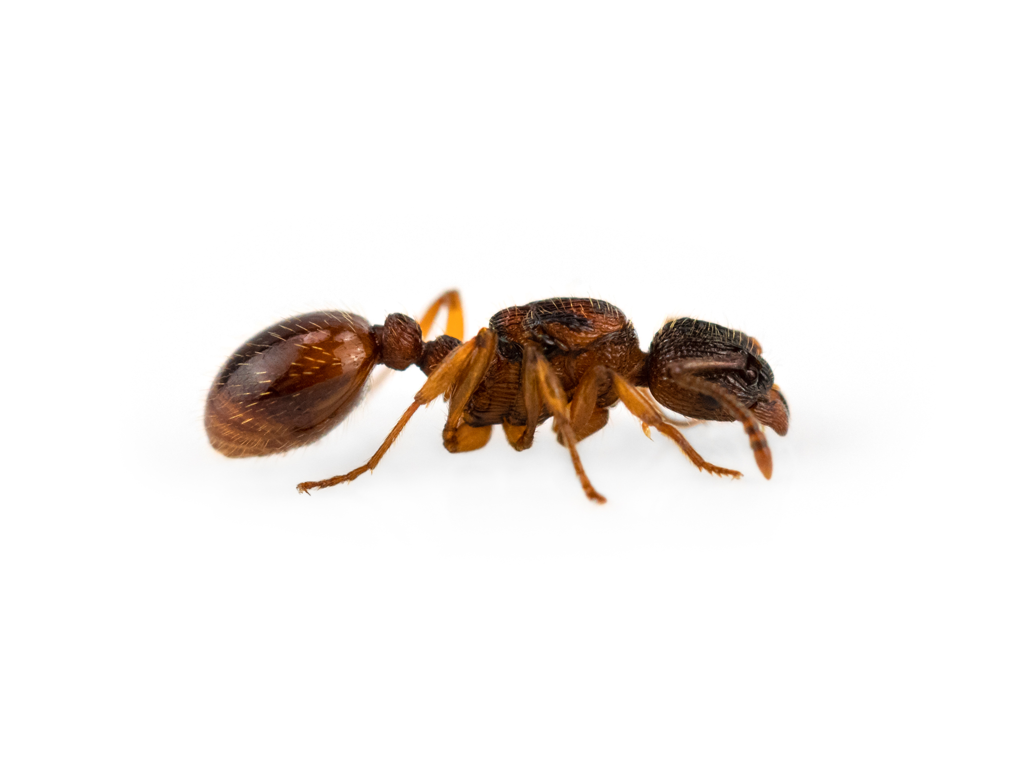 ANTSHOP Austria - Myrmica rubra