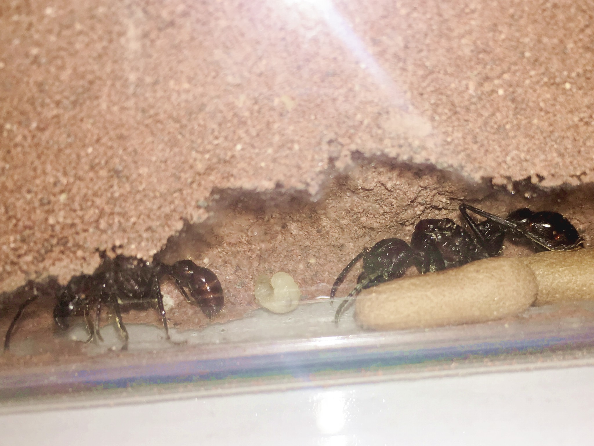 ANTSHOP Austria - Paraponera clavata