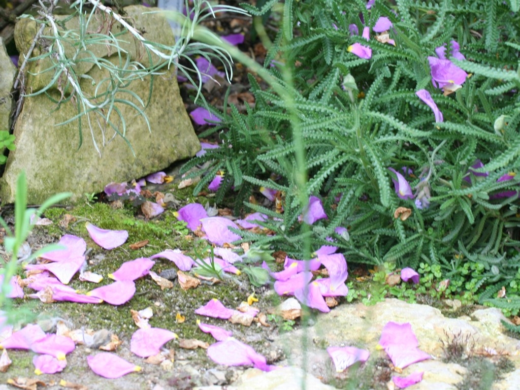 ANTSHOP Austria - Messor minor hesperius