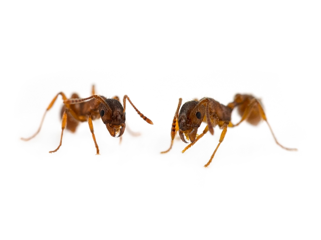 ANTSHOP Austria - Myrmica rubra